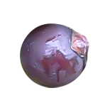 Raala Kithul -Premium Ayurvedic Kithul Products in Sri Lanka