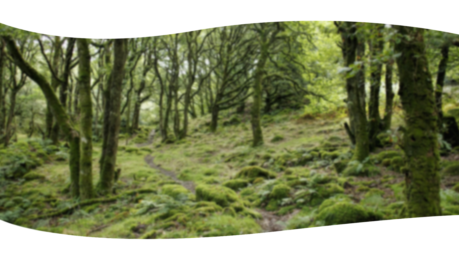 Raala Kithul -Premium Ayurvedic Kithul Products in Sri Lanka